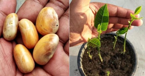 How To Grow Jackfruit Trees at Home? Gardener Shares Step-By-Step Guide