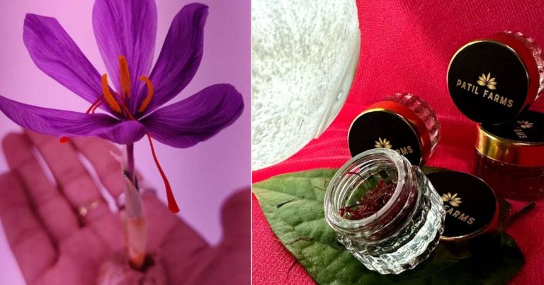 Profitable Farmers Share A Step-by-Step Guide to Grow Saffron at Home