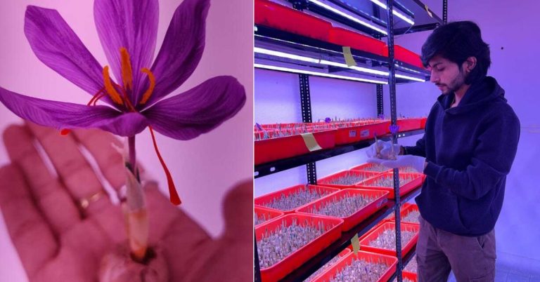 How To Start Indoor Saffron Farming? 22-YO Shares Step-by-Step Guide
