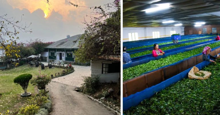 The Ultimate Guide to India's Best Tea Plantation Homestays