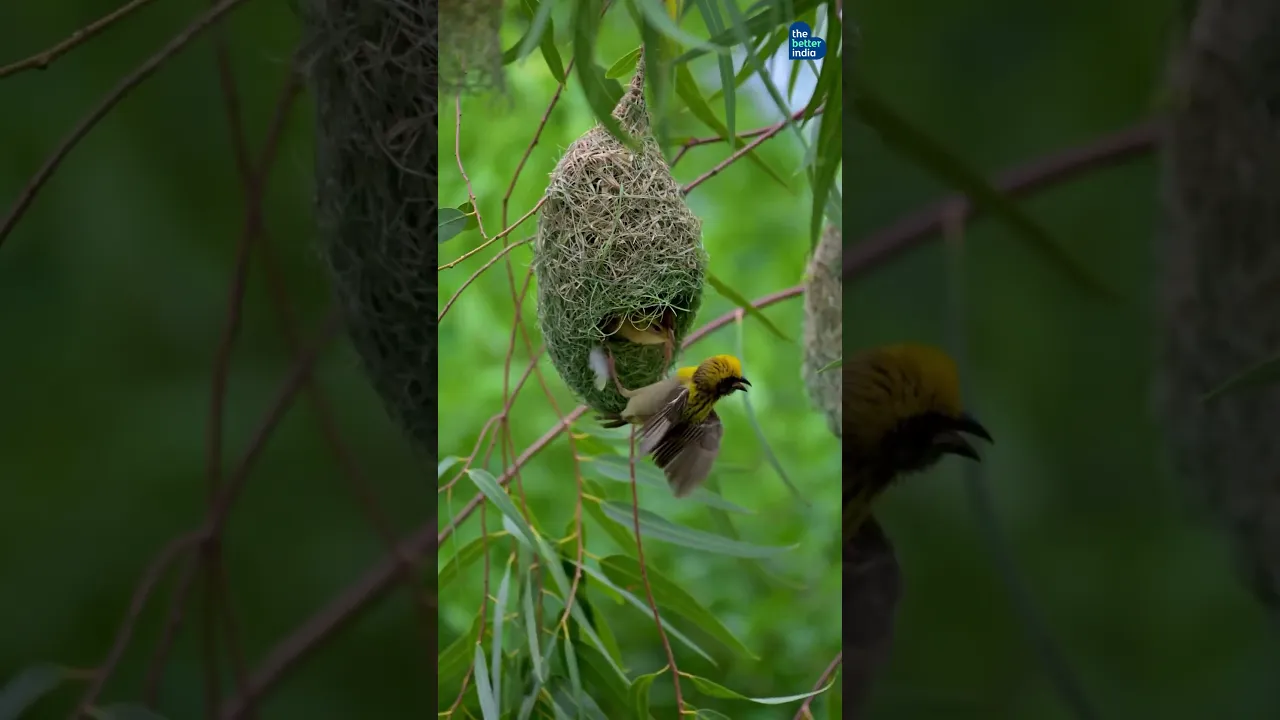 Did You Know? Baya Weaver Nests Were Recorded in 'Ain-i-Akbari'! #shorts #birds #wildlife - The ...