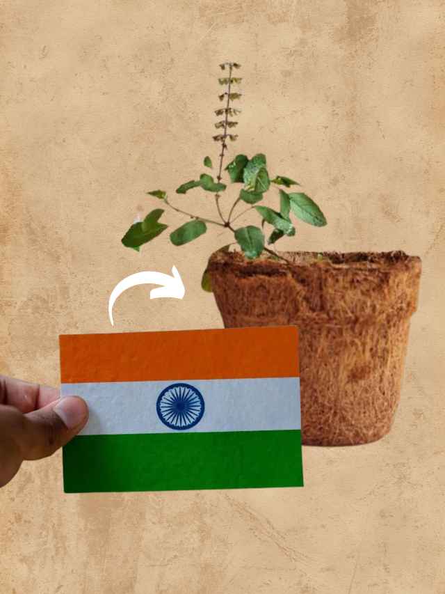 Independence Day DIY: How to Make Plantable Seed Flags At Home