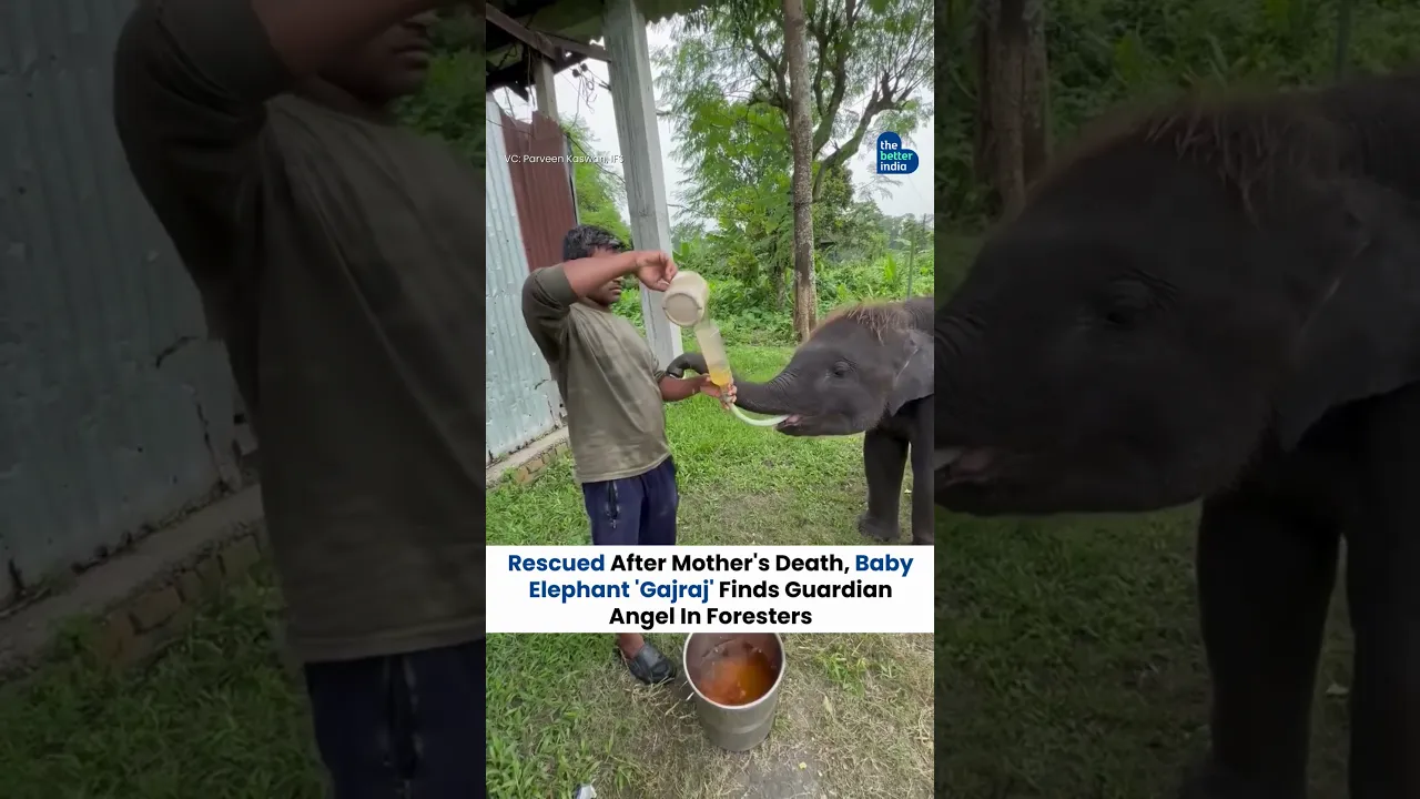 Rescued After Mother's Death, Baby Elephant 'Gajraj' Finds Guardian ...