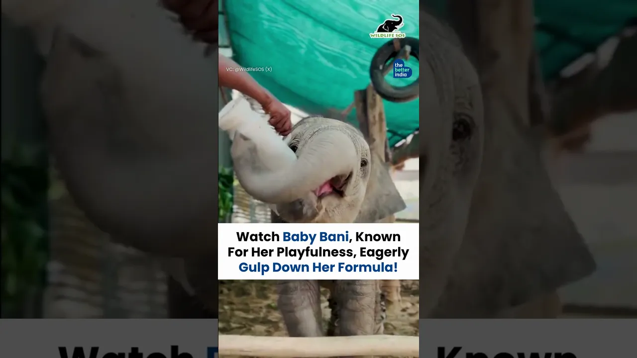 Watch Baby Bani, Known For Her Playfulness, Eagerly Gulp Down Her ...