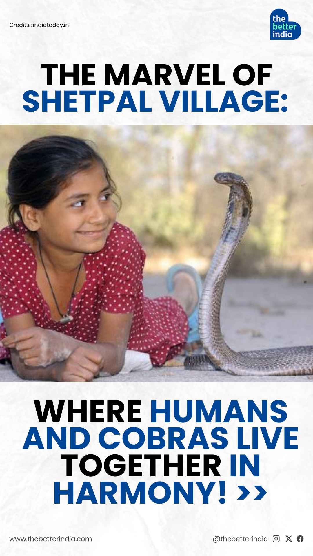 Shetpal Village: Where Humans & Snakes Live Together In Harmony!