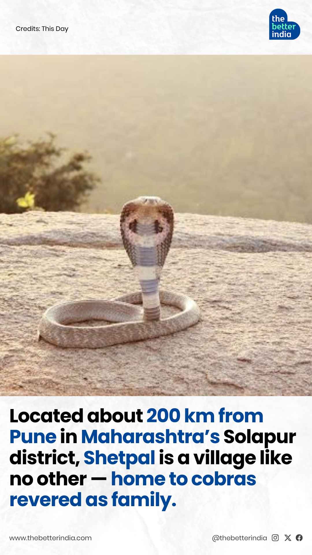 Shetpal Village: Where Humans & Snakes Live Together In Harmony!