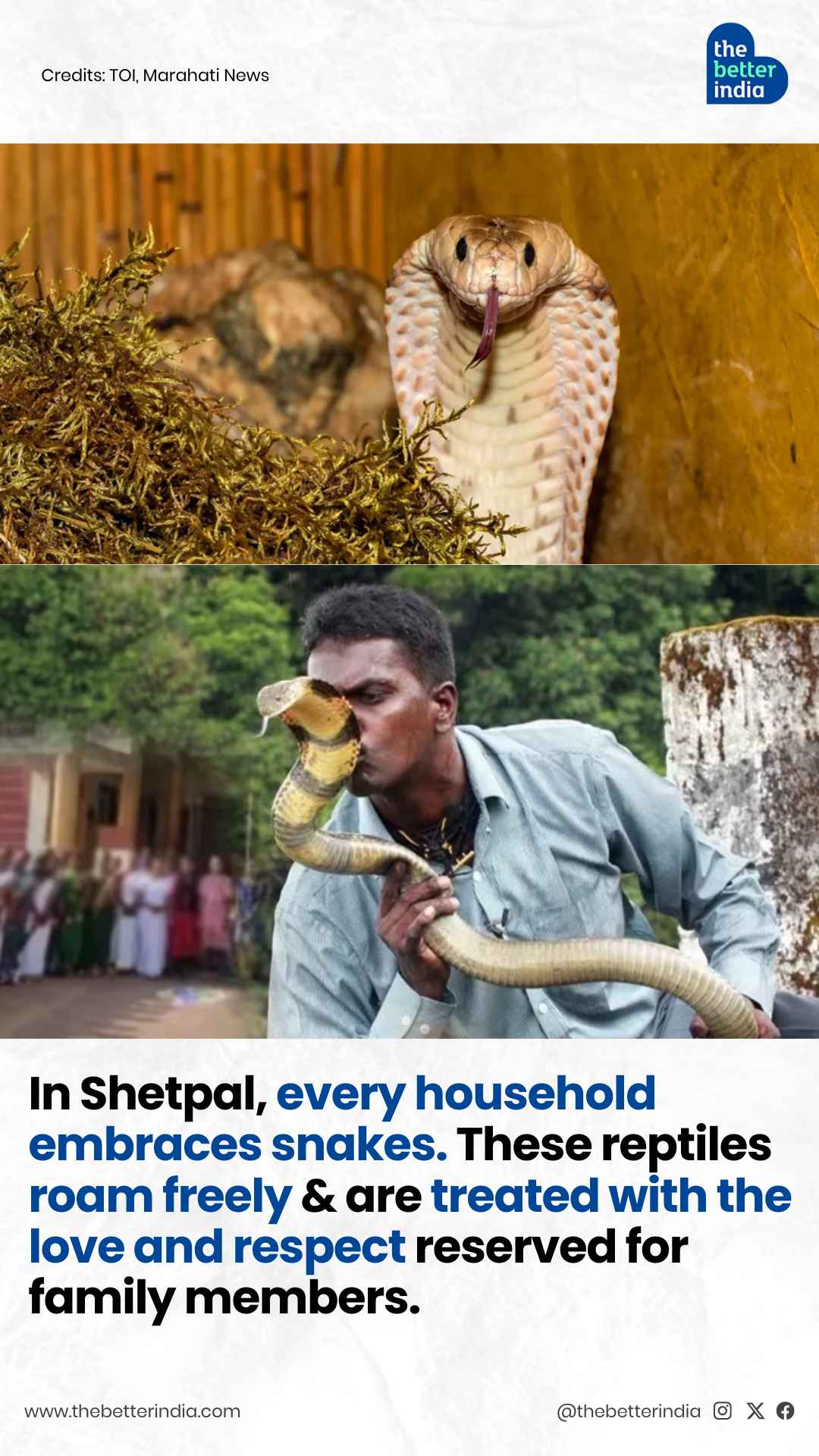 Shetpal Village: Where Humans & Snakes Live Together In Harmony!