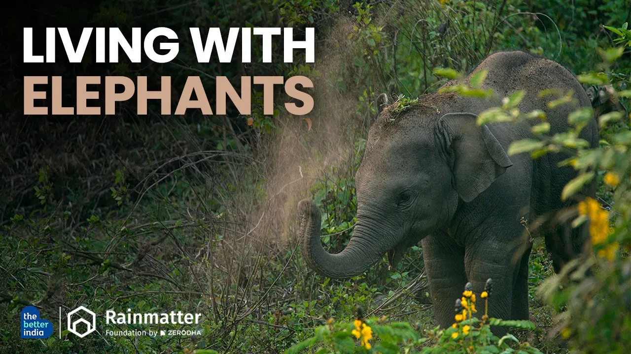 Living with Elephants @RainmatterFoundation #elephant #wildlife # ...