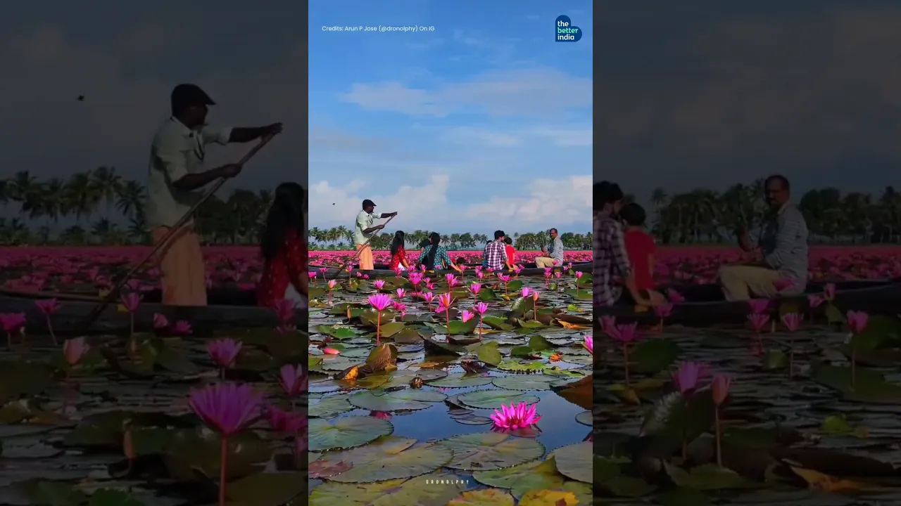 The Stunning Lotus lake in Kottayam, Kerala. - The Better India