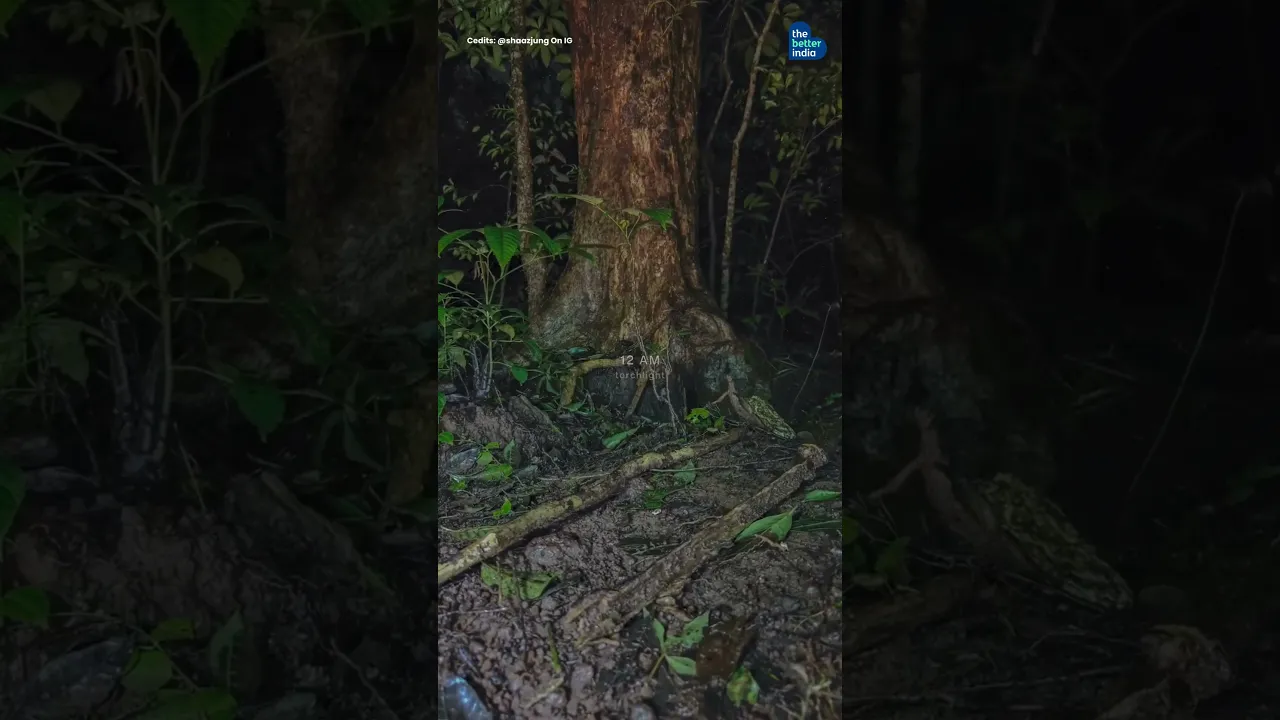 Watch: This Glowing Forest Will Remind You of 'Stranger Things' - The ...