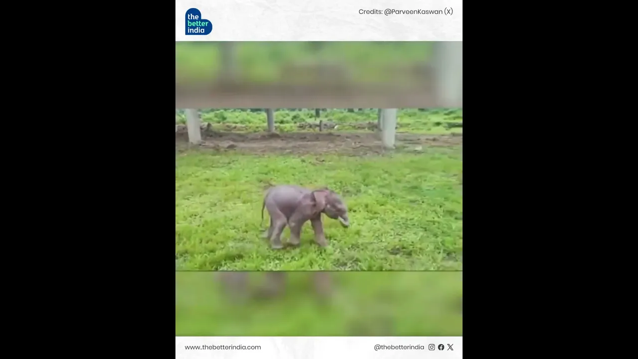 Weak Baby Elephant Rescued In 2020 At Jaldapara National Park! - The ...