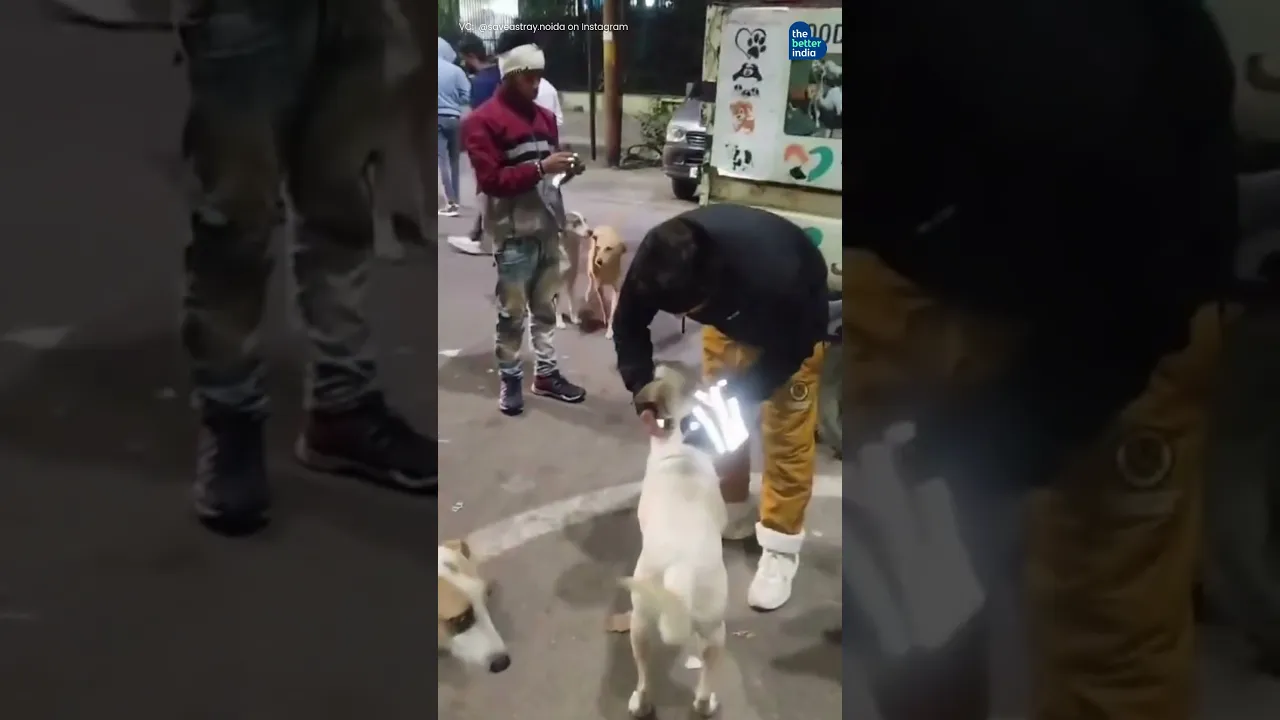 In An Act Of Kindness, Men Tie Reflective Collars On Stray Dogs To Keep ...
