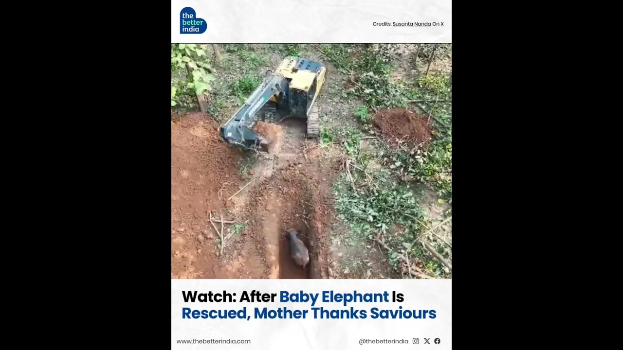 Watch: After Baby Elephant Is Rescued, Mother Thanks Saviours - The ...