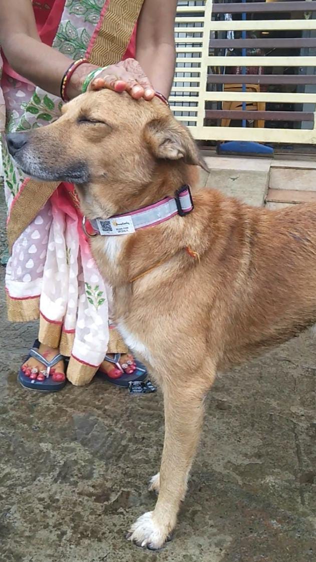 This Woman Turned Her Love for Stray Dogs Into a Rs 56 Lakh Business ...