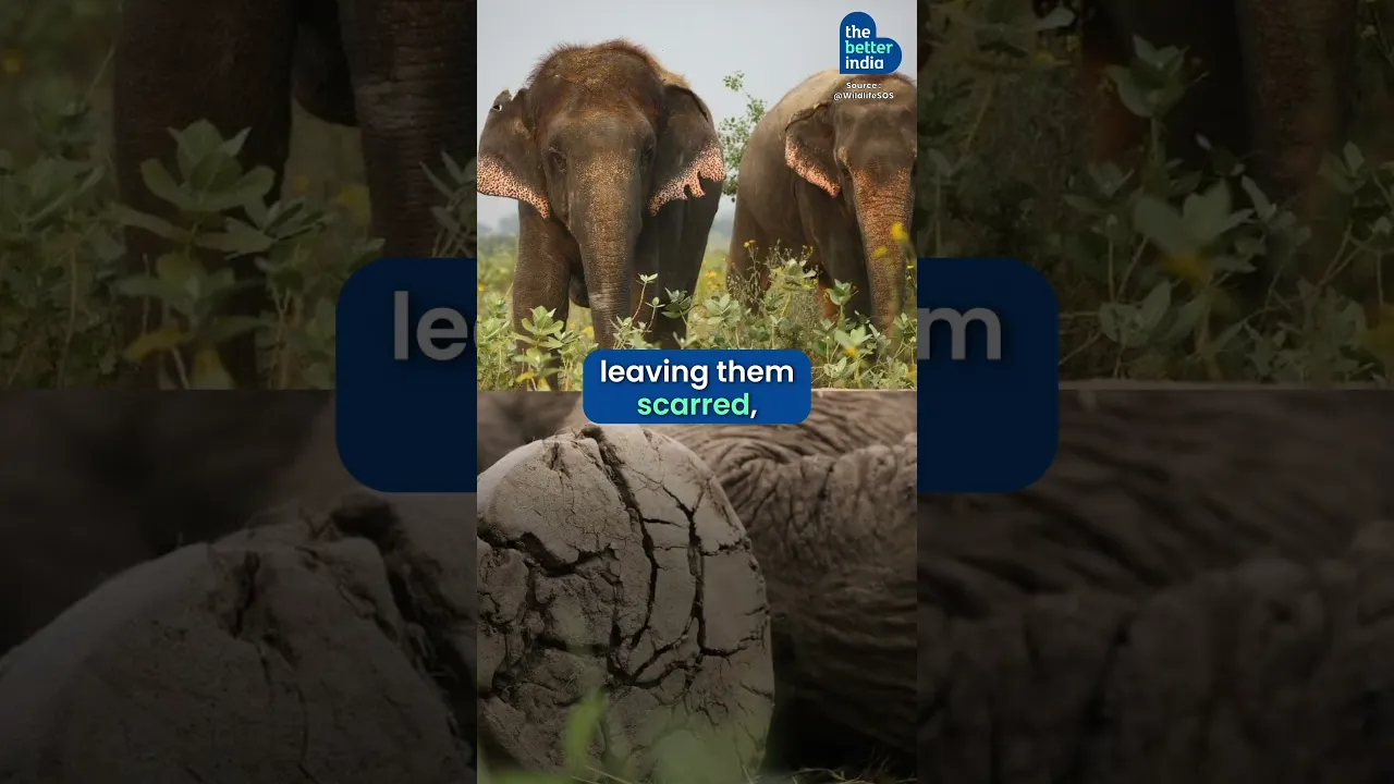 India’s First Elephant Hospital! - The Better India