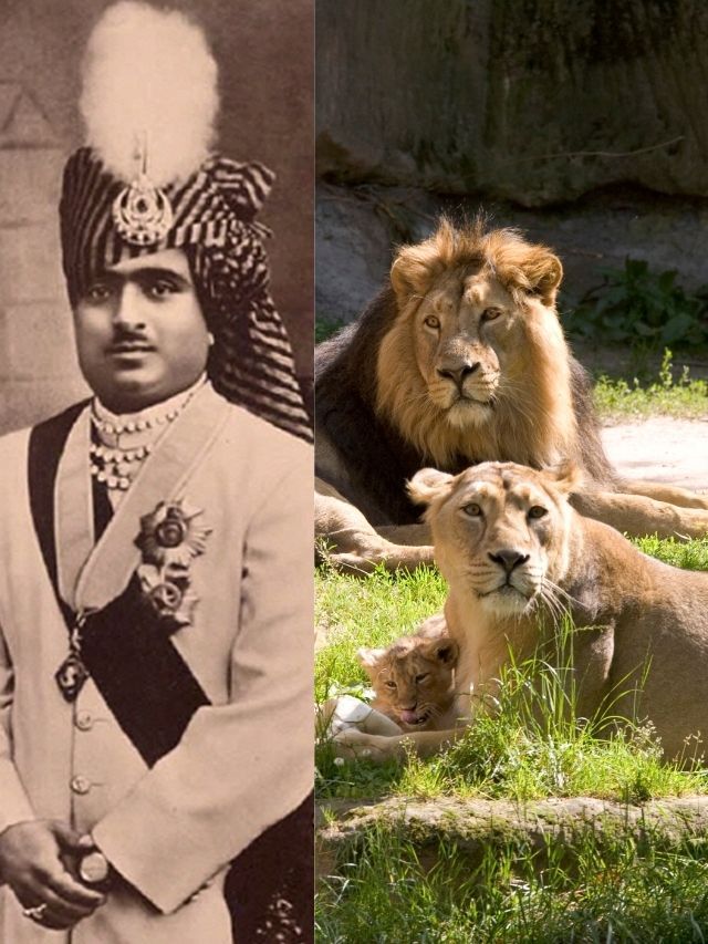 Gujarat’s Asiatic Lions Became 19 Times Safer, Thanks to 1 Nawab’s Bold ...