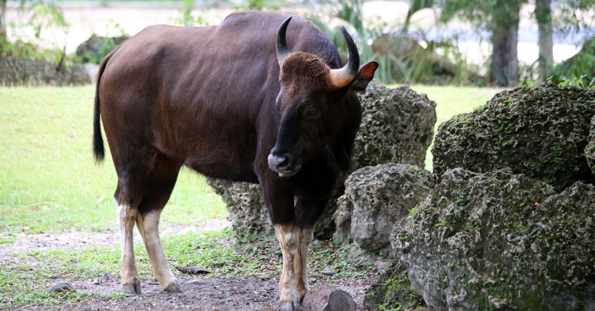 Why Gaurs Are Essential for India’s Forest Ecosystem