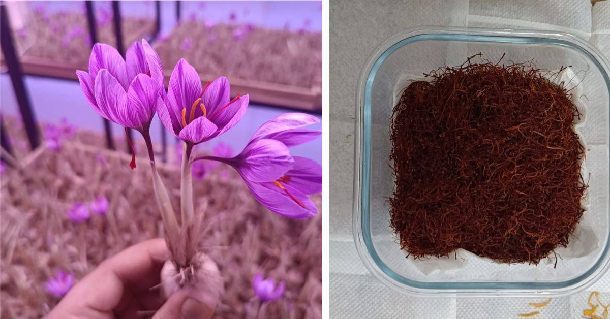 How to Grow Saffron with Aeroponics: A Step-by-Step Guide