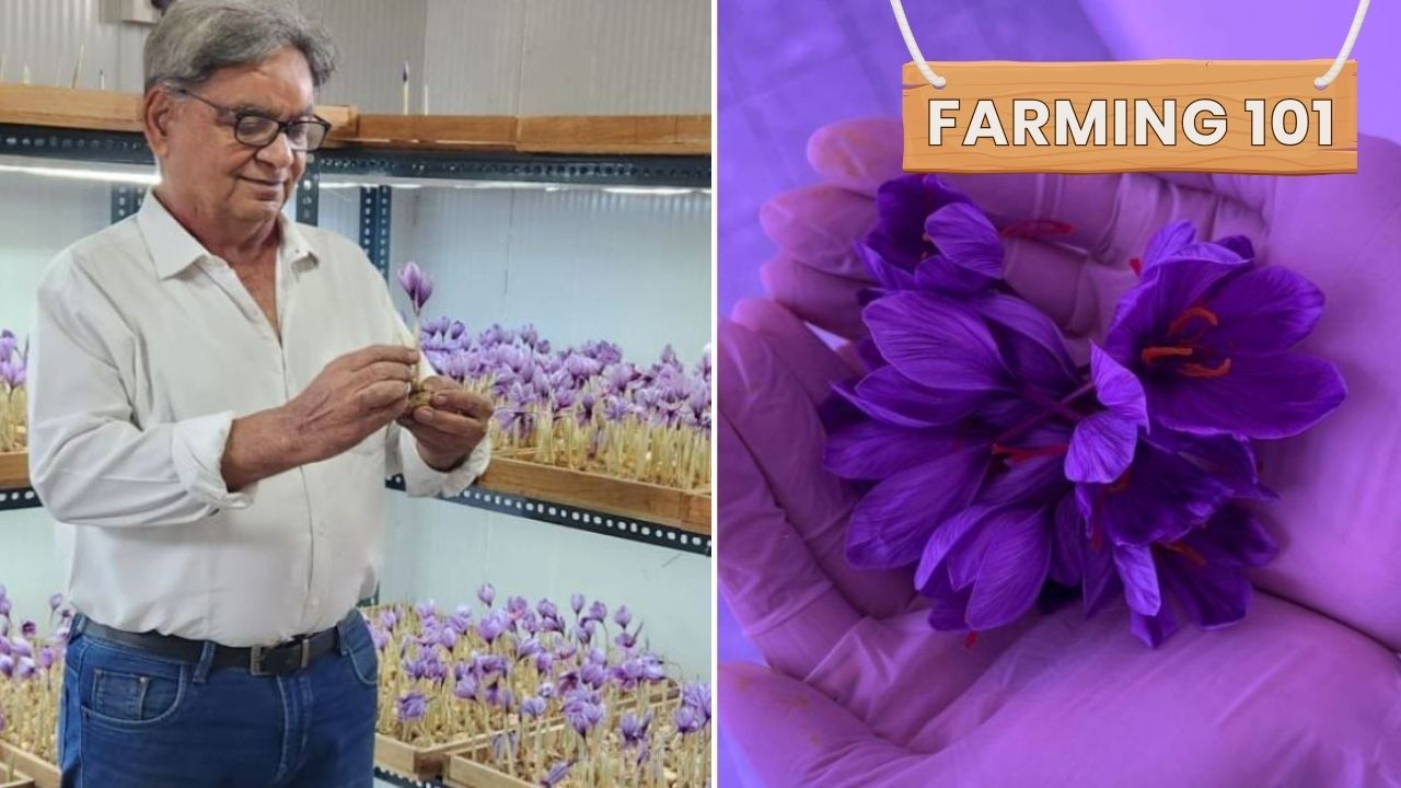 Profitable Farmers Share A Step-by-Step Guide to Grow Saffron at Home