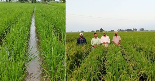 IAS Officer Turns Farmer, Shows How To Grow Paddy Using Just 25% Water