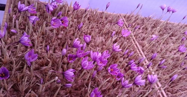 How to Grow Saffron with Aeroponics: A Step-by-Step Guide