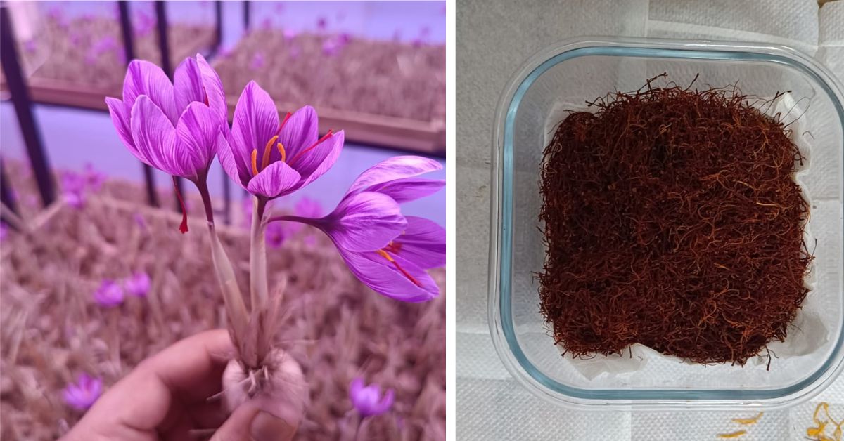 How to Grow Saffron with Aeroponics: A Step-by-Step Guide