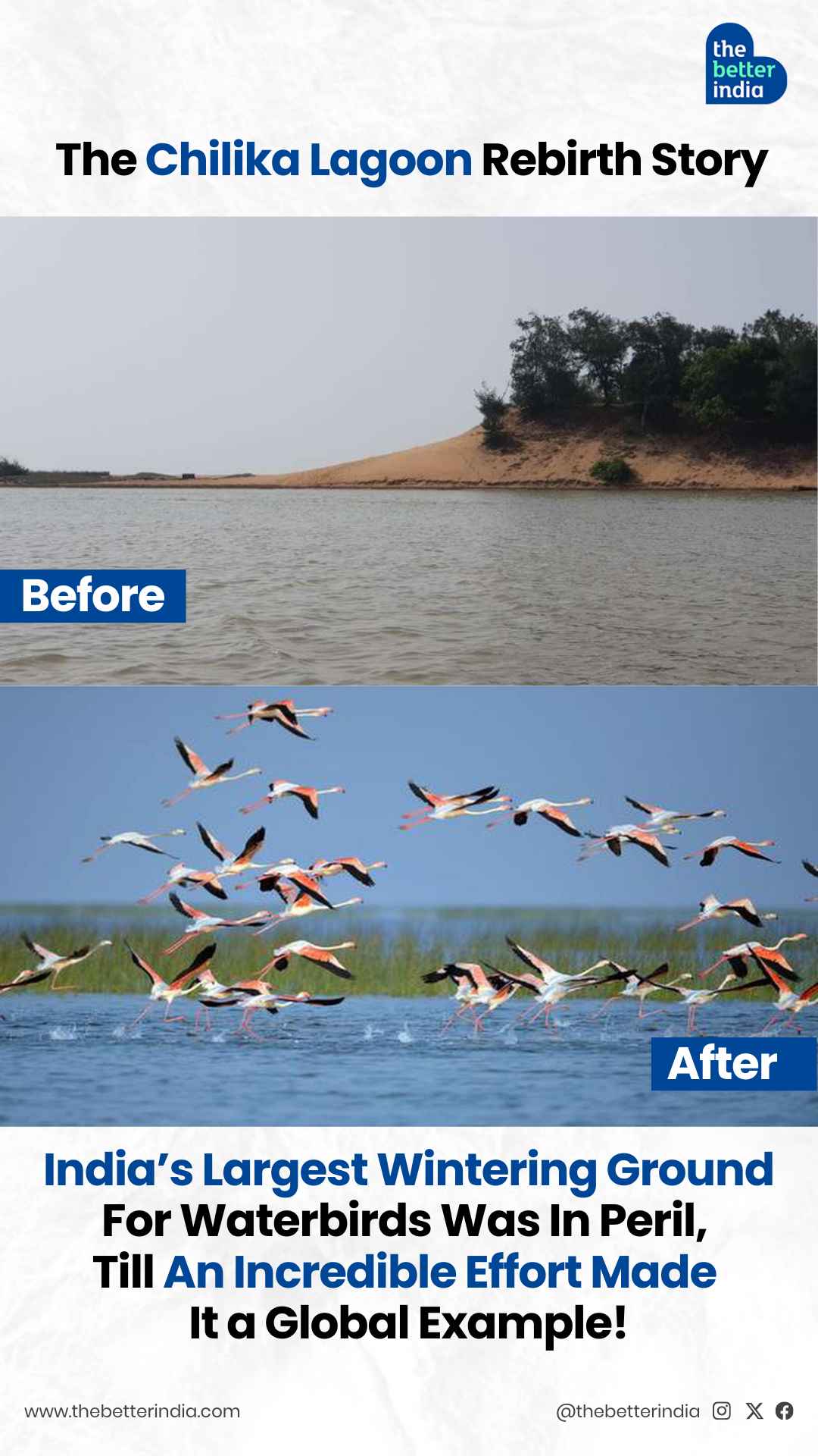 How Fishermen & a Bold Idea Brought Chilika Lake Back to Life