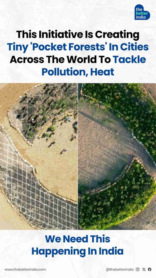 What Are Pocket Forests & How Can They Help India Grow Trees 10x Faster
