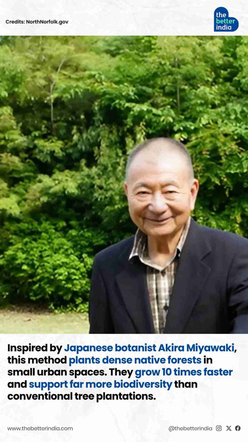 What Are Pocket Forests & How Can They Help India Grow Trees 10x Faster