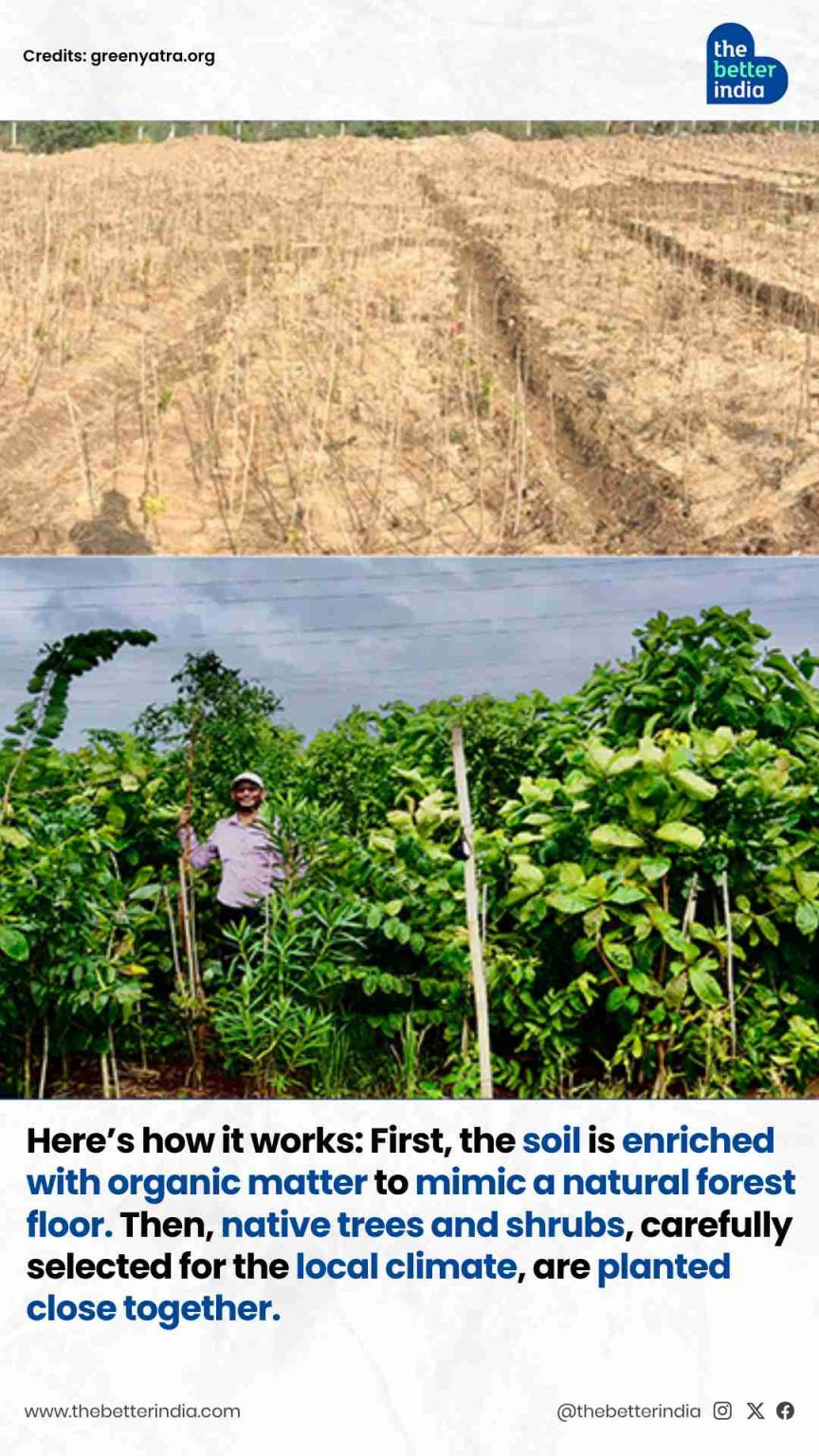 What Are Pocket Forests & How Can They Help India Grow Trees 10x Faster