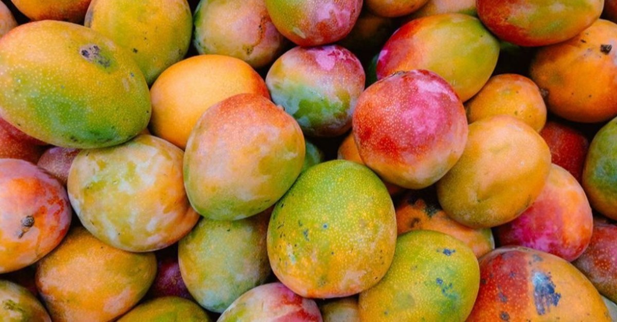 What Connects Sindhura Mangoes’ Red Blush to Indian Traditions?