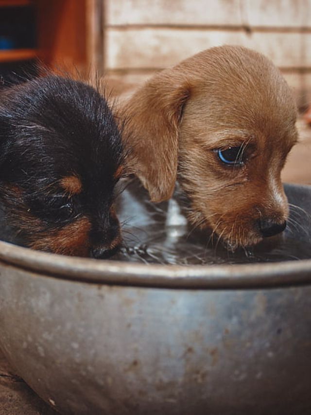 Getting Warmer? 6 Easy Ways to Protect Your Pets from Heat