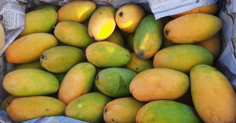 Why Are Indian Mangoes Named Alphonso, Langda or Badami?