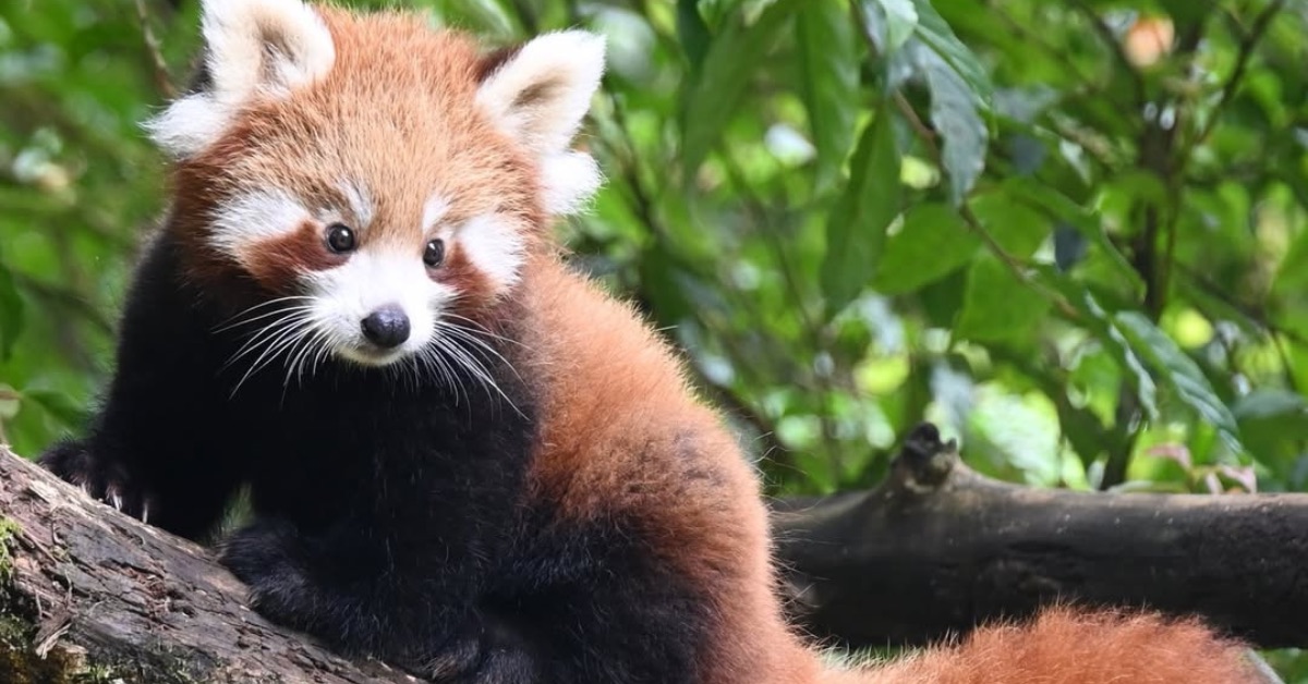 How Darjeeling Zoo Is Protecting Red Pandas in the Himalayas