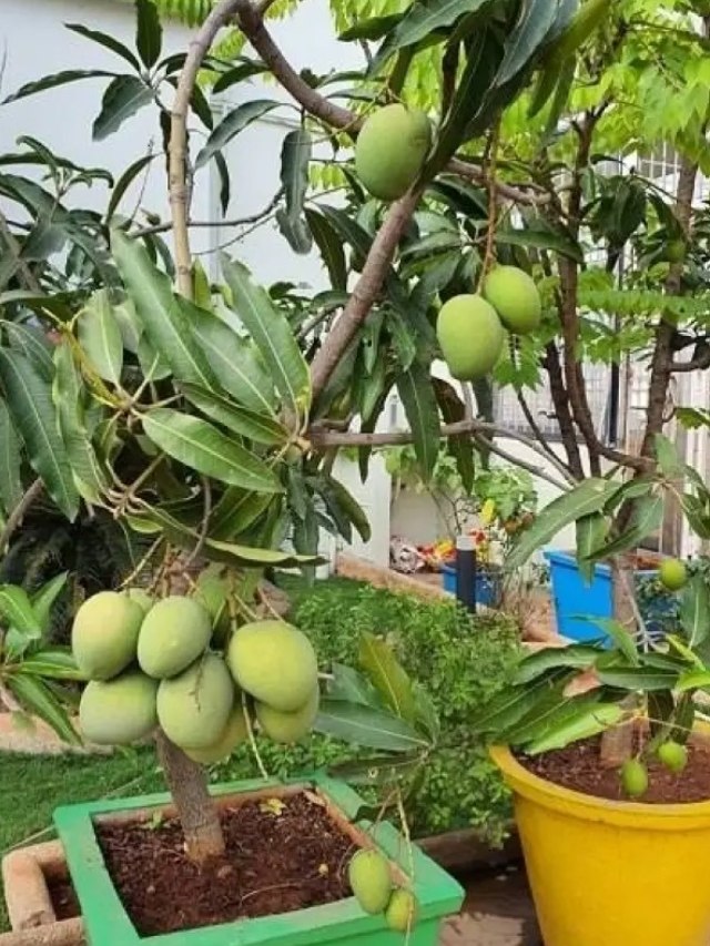 How to Grow Mangoes On Your Balcony: Tips