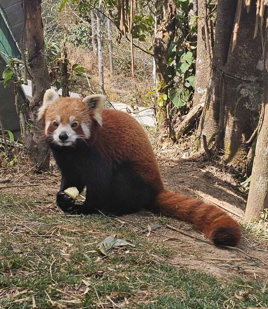 How Darjeeling Zoo Is Protecting Red Pandas in the Himalayas