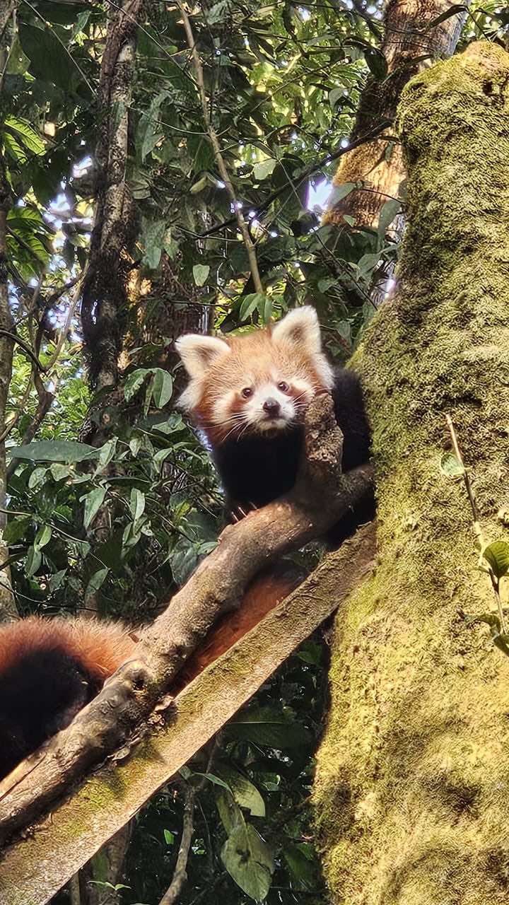 How Darjeeling Zoo Is Protecting Red Pandas in the Himalayas