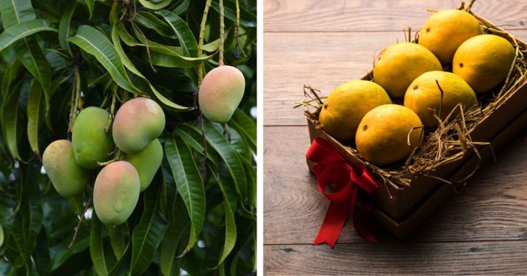 Mango Map of India: Where To Find The Sweetest Mangoes