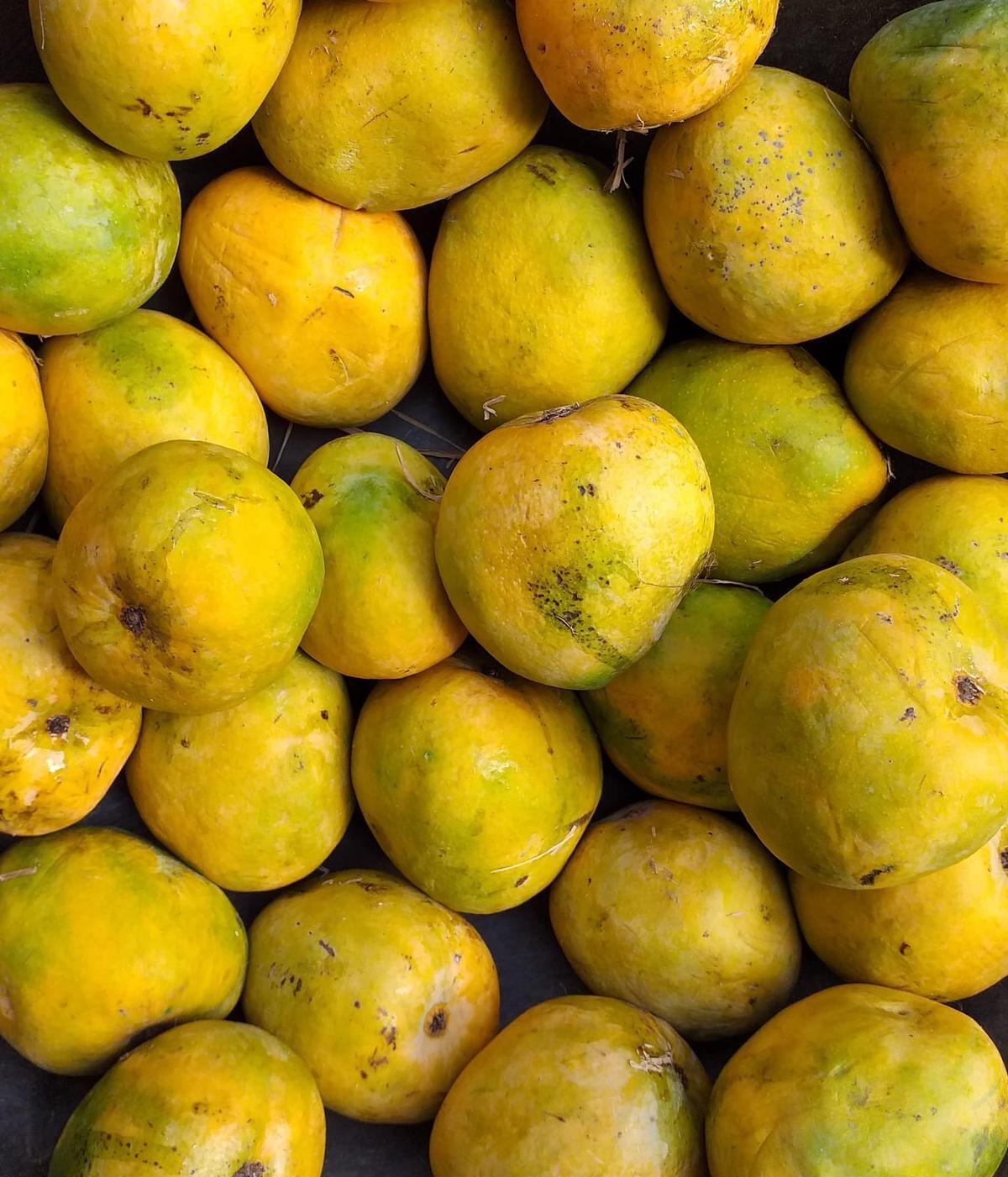 9 GI-Tagged Mango Varieties from Different States of India
