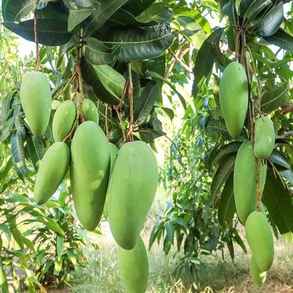 How to Grow Noorjahan Mangoes: Step-by-Step Guide from Farmer