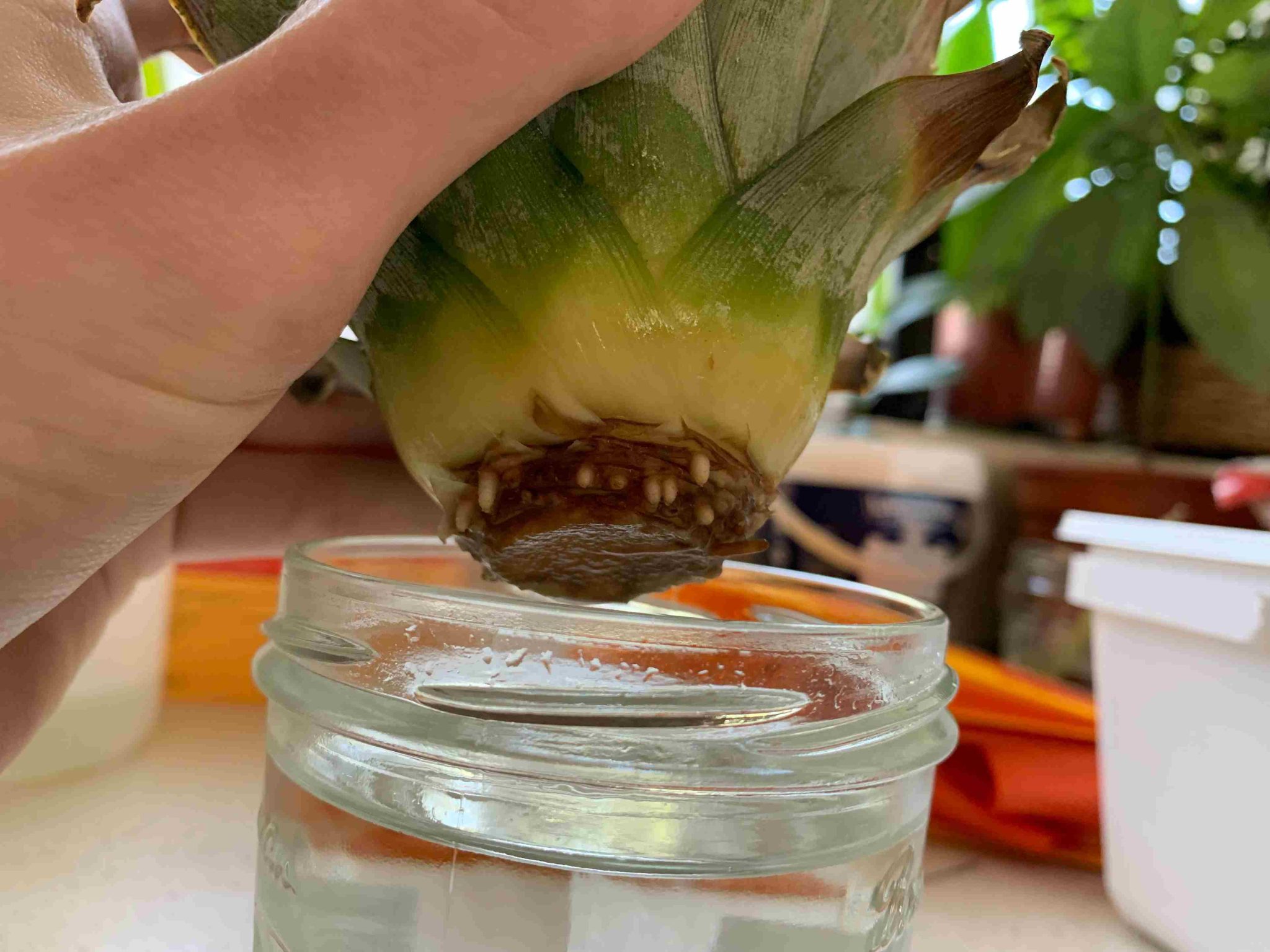 How to Grow Pineapples at Home: A Step-by-Step Guide for Urban Gardeners