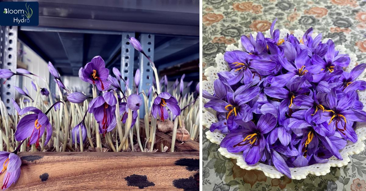 Odisha Homemaker Moved from Hydroponics to Saffron Farming