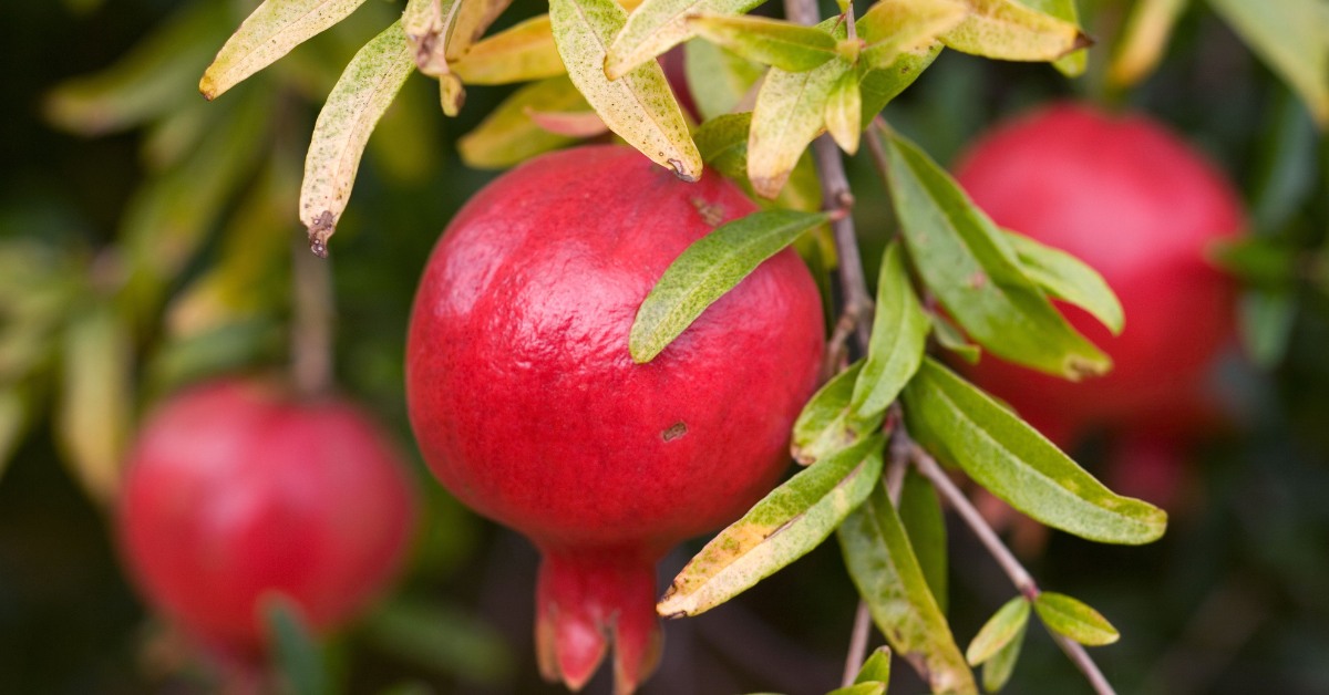Step-by-Step Process for Growing Pomegranates in Containers