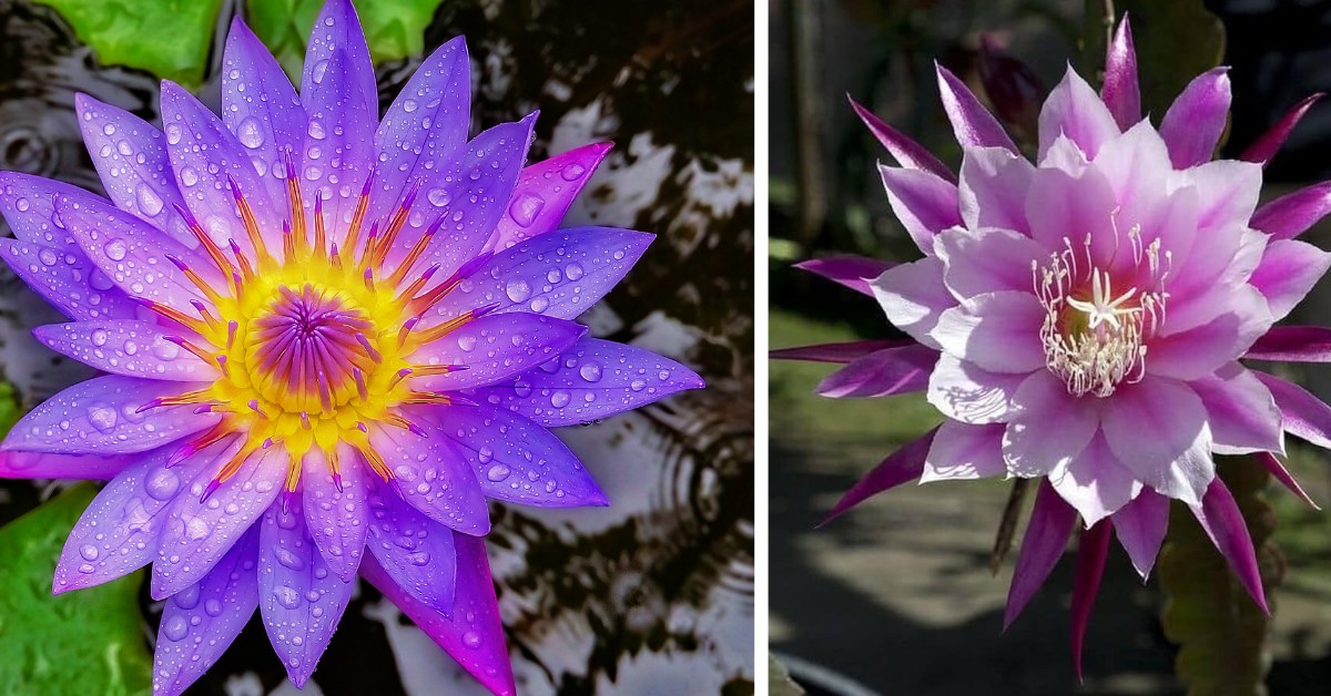 Discover the 6 Most Rare and Beautiful Summer Flowers in India