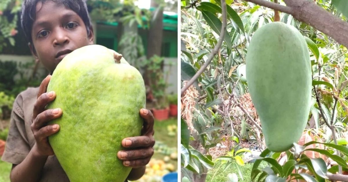 How to Grow Noorjahan Mangoes: Step-by-Step Guide from Farmer
