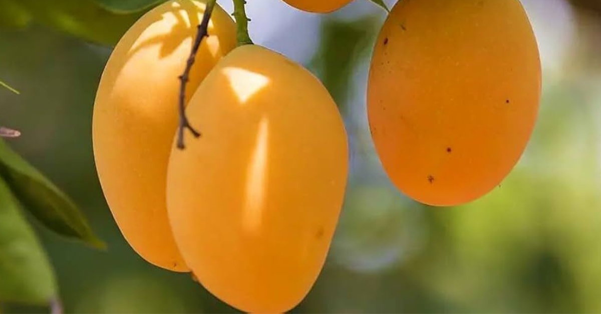 Step-by-Step Guide to Growing Kesar Mangoes in Pots