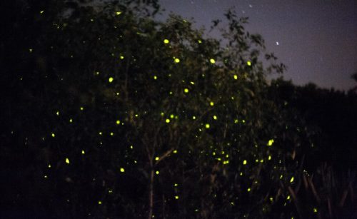 Top 10 Nature Adventures for Kids This Summer Across India