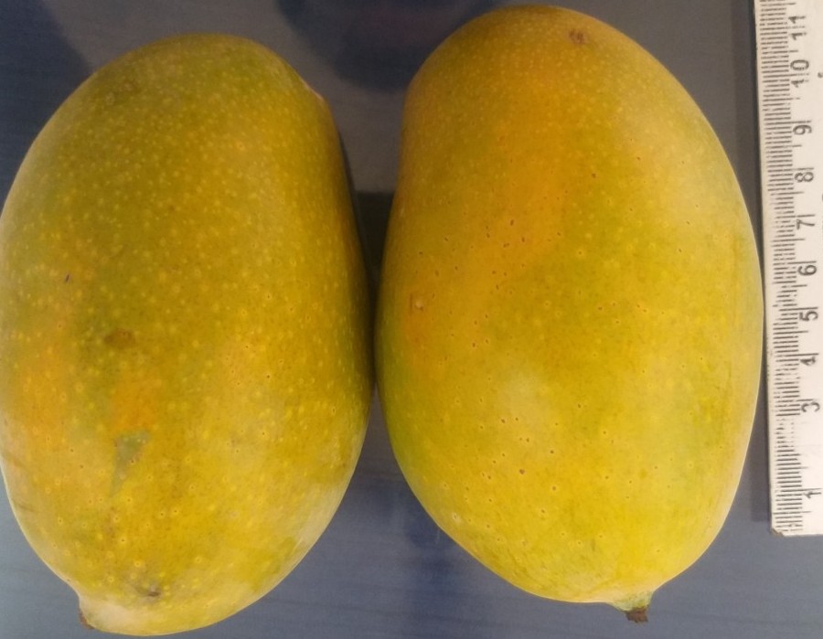 What’s New in Mango Land? Discover 5 Rare Varieties This Season