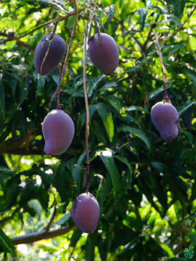 The Ultimate Guide to Growing Miyazaki Mangoes on Your Terrace