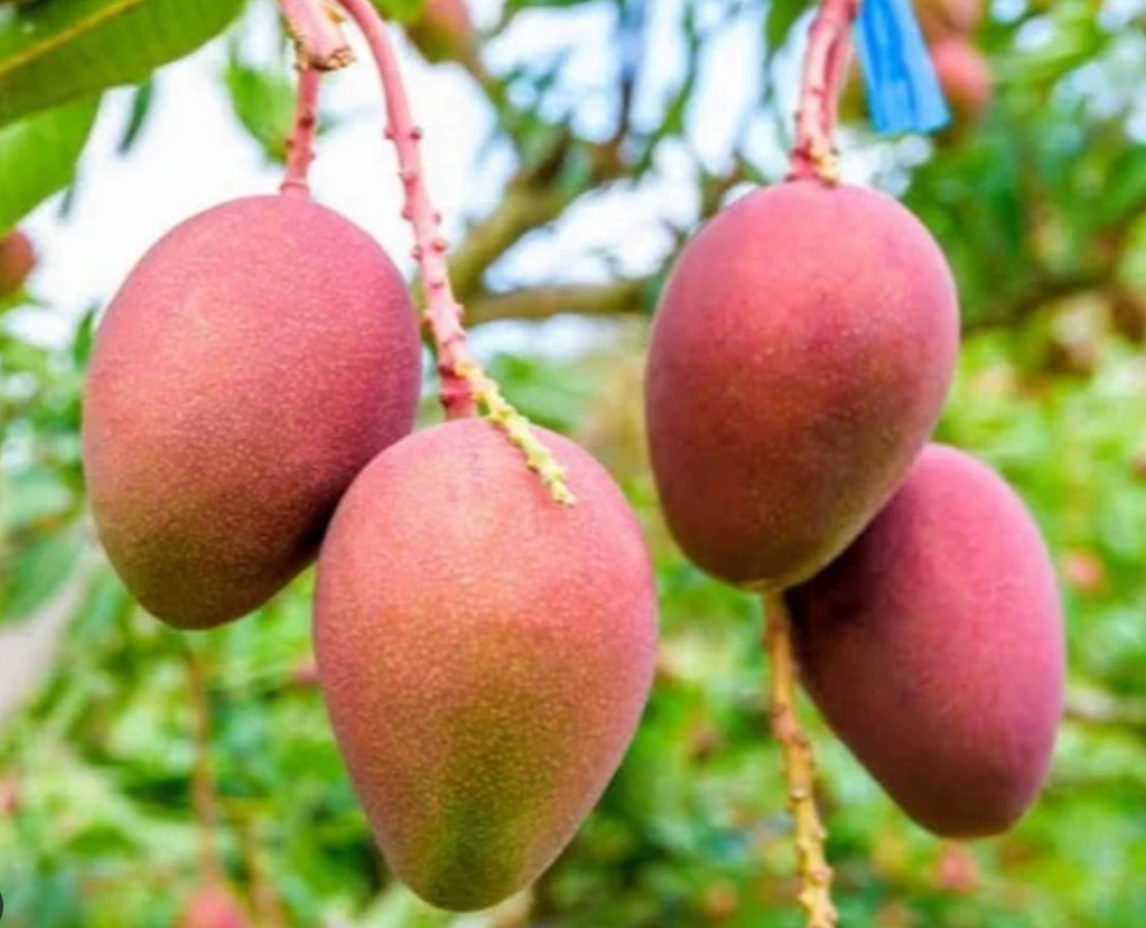 What’s New in Mango Land? Discover 5 Rare Varieties This Season